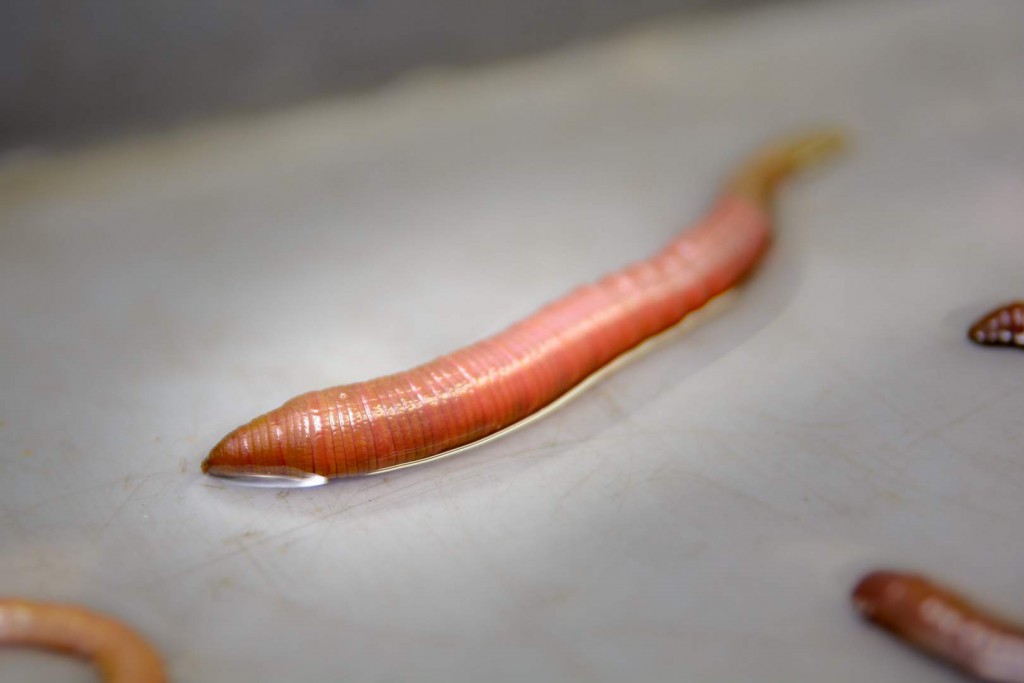 Wattwürmer (Arenicola marina) | Wattwurm – Zentrale GbR